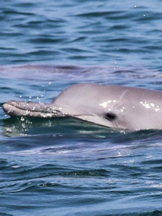 Species