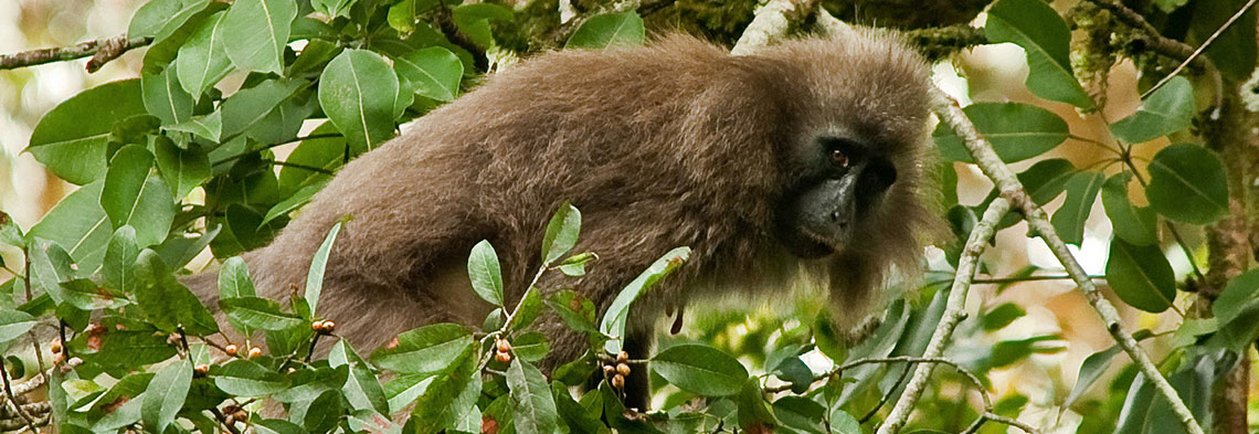 Tanzania Program > Species > Kipunji