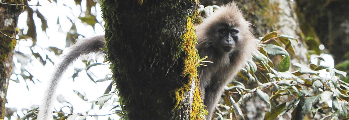 Tanzania Program > Species > Kipunji